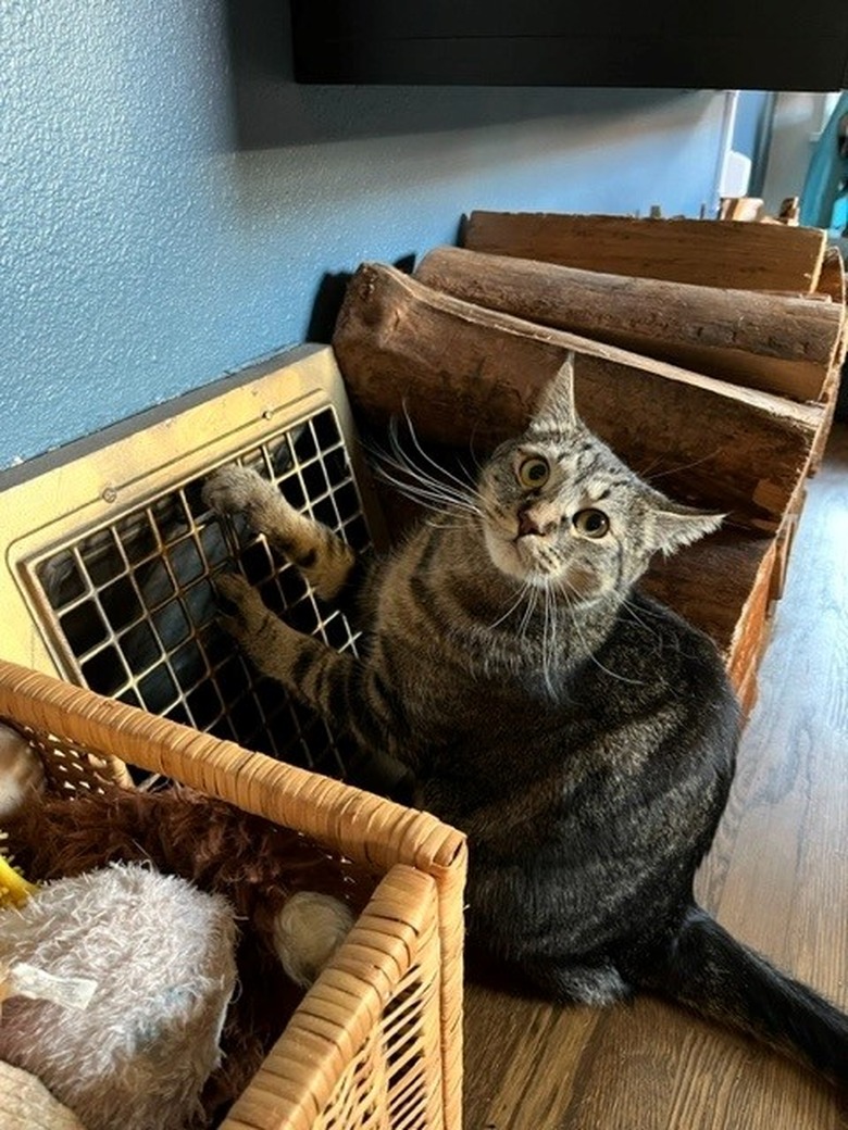 15 Cats Practicing Self-Care As Winter's Icy Grip Draws Closer