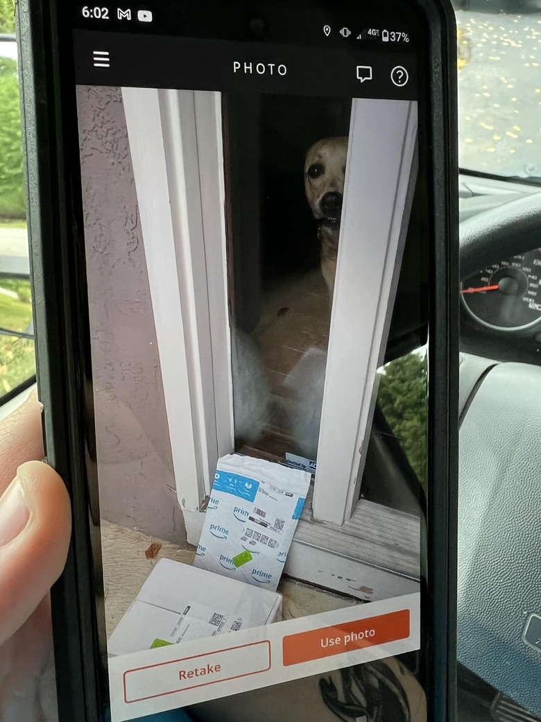 15 Pets Photobombing Delivery Notification Pictures