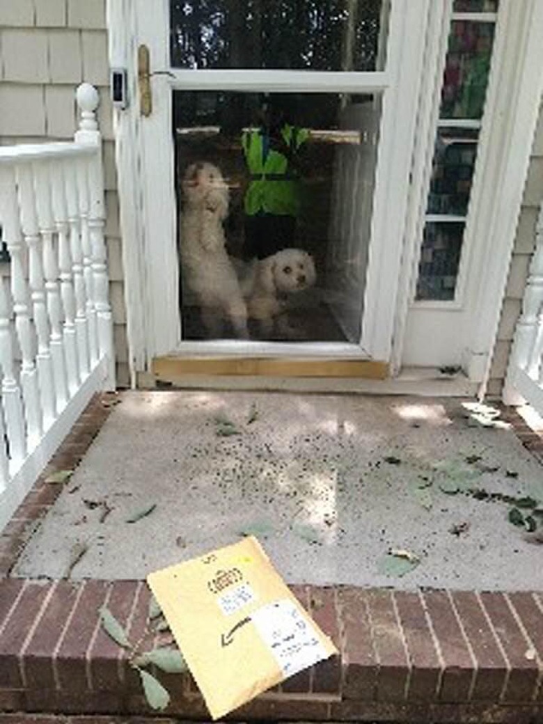 15 Pets Photobombing Delivery Notification Pictures