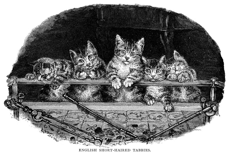 150 Victorian Cat Names For Your Cat | Cuteness