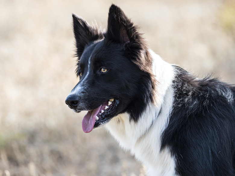 155 Native American Dog Names Rich In Beauty Meaning