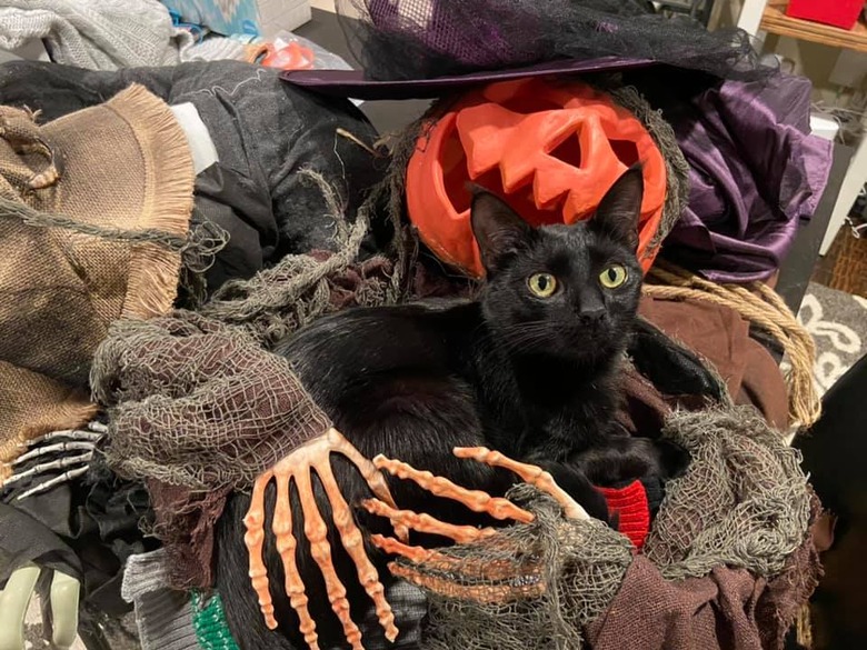 16 Black Cats Gearing Up For Halloween