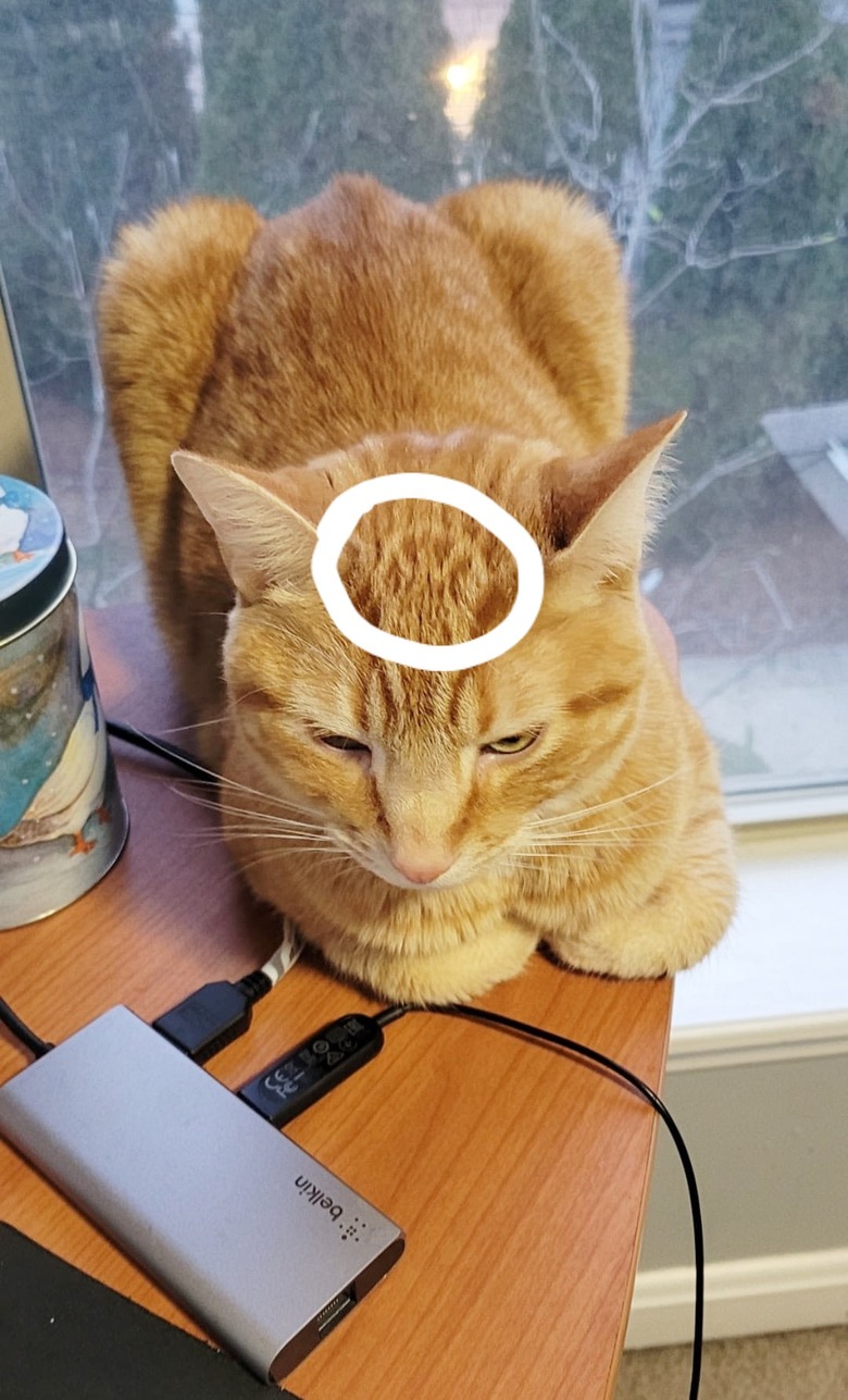 17 Random Cat Photos That Will Remind You Why Cats Are The Best