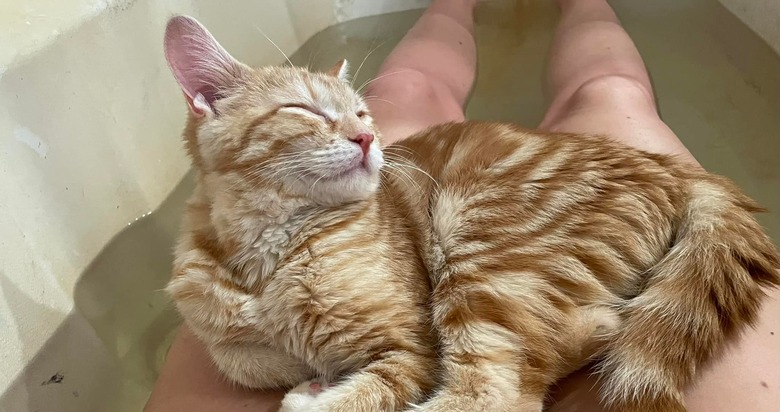17 Random Cat Photos That Will Remind You Why Cats Are The Best