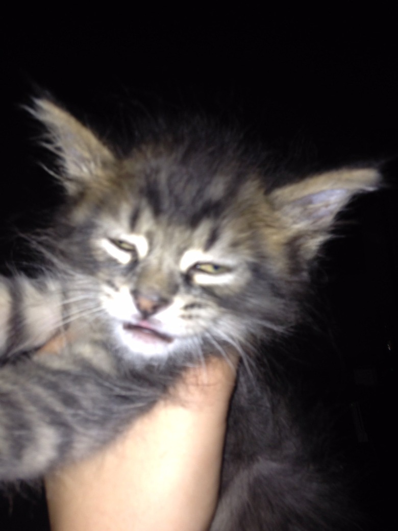 18 Cats Making The Funniest Faces Of All Time