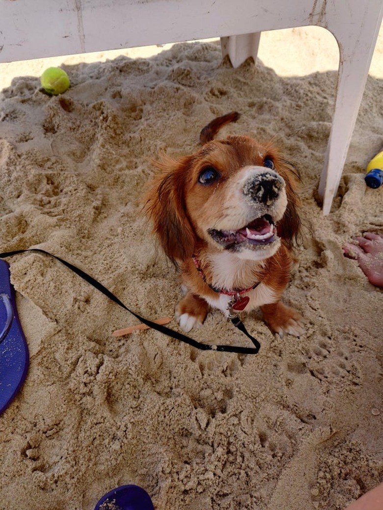 22 Dogs Having The Perfect Beach Day