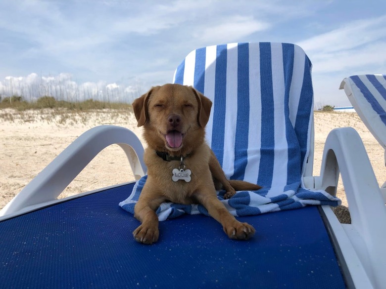 22 Dogs Having The Perfect Beach Day