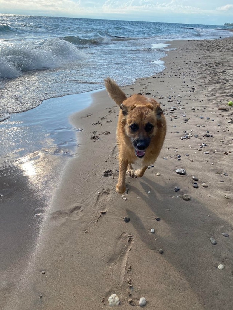 22 Dogs Having The Perfect Beach Day