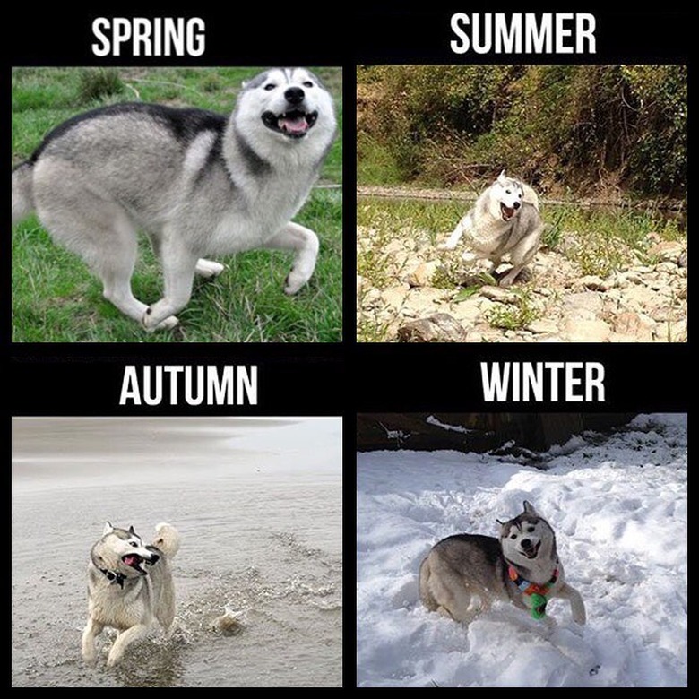 22 Hilarious Memes For Anyone Who Loves Huskies