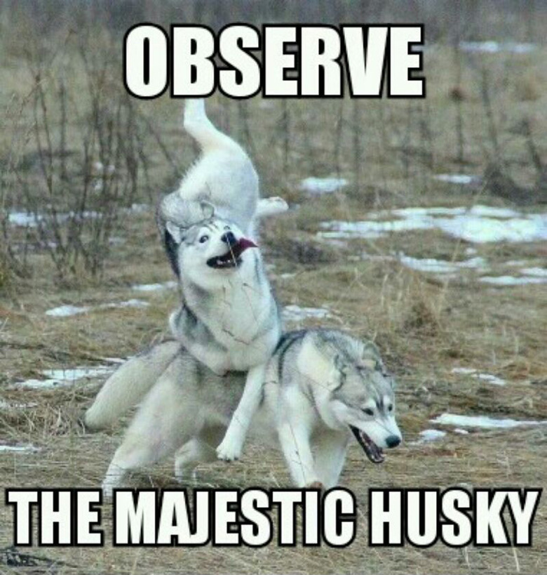 22 Hilarious Memes For Anyone Who Loves Huskies