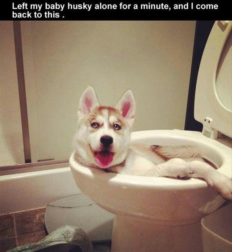 22 Hilarious Memes For Anyone Who Loves Huskies