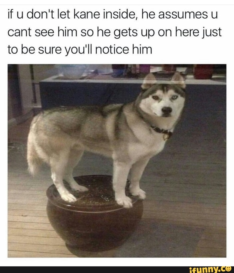 Husky Memes: 22 Hilarious Memes For Anyone Who Loves Huskies | Cuteness