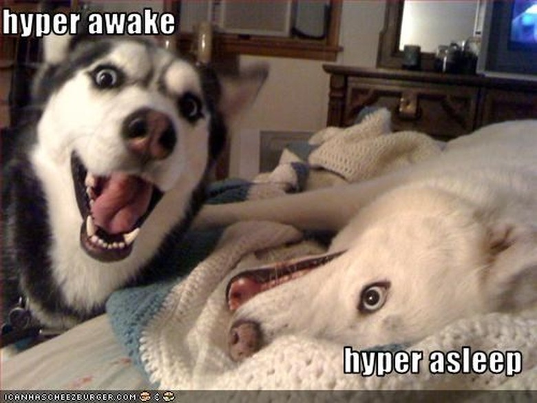 Husky Memes: 22 Hilarious Memes For Anyone Who Loves Huskies | Cuteness