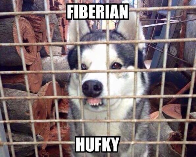 22 Hilarious Memes For Anyone Who Loves Huskies