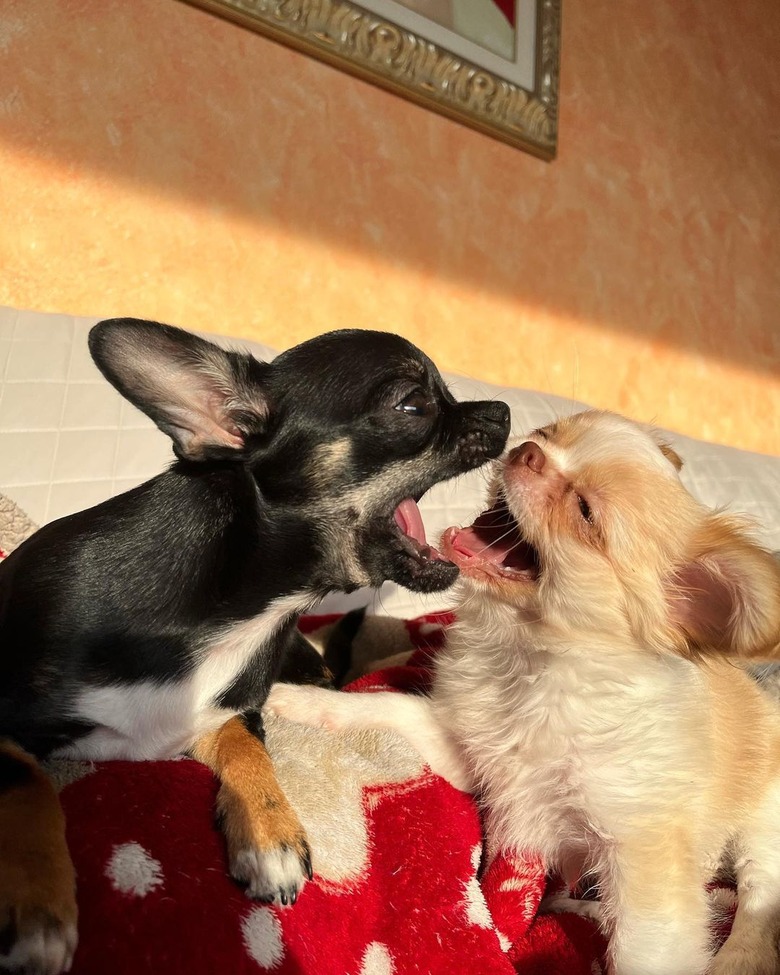 24 Pictures Of Dogs Kissing Because The World Needs A Little More Love