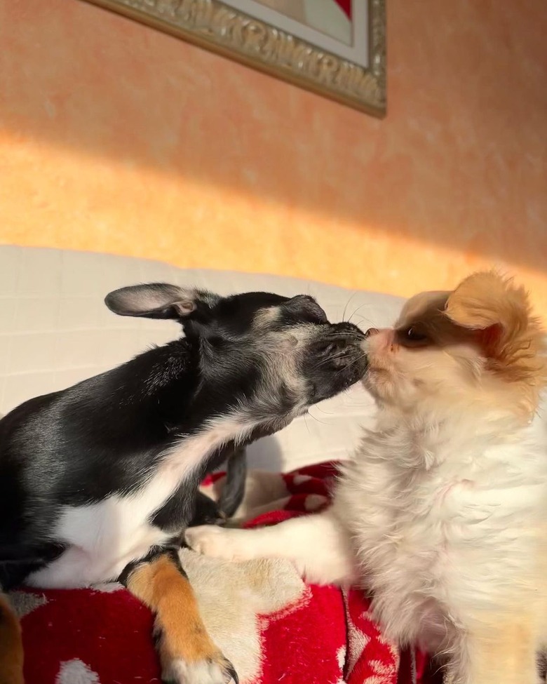 24 Pictures Of Dogs Kissing Because The World Needs A Little More Love