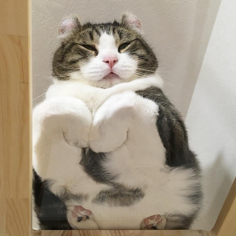 25 Cats On Glass Tables! These Cats Are Even Cuter Smooshed Across ...