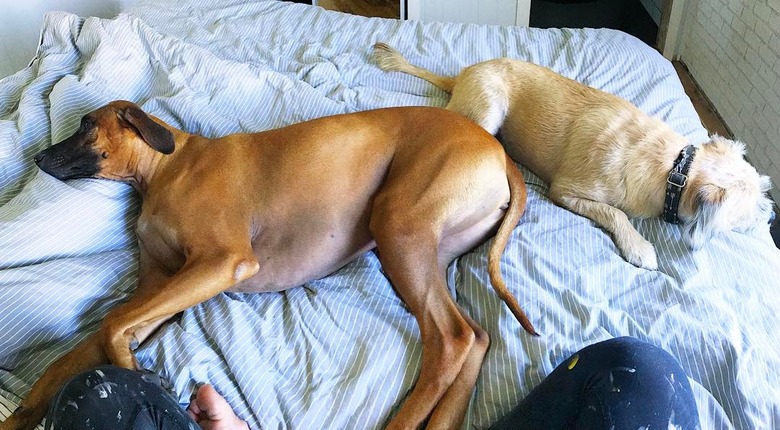 26 Dogs Who Are Unapologetic Bed Hogs | Cuteness