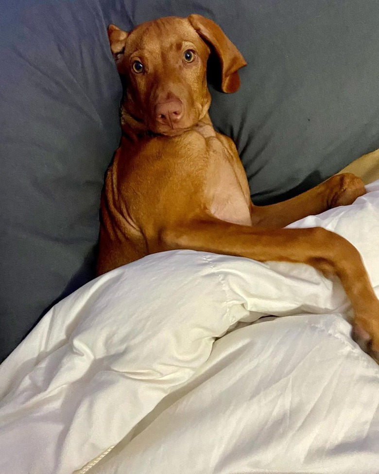26 Dogs Who Are Unapologetic Bed Hogs | Cuteness