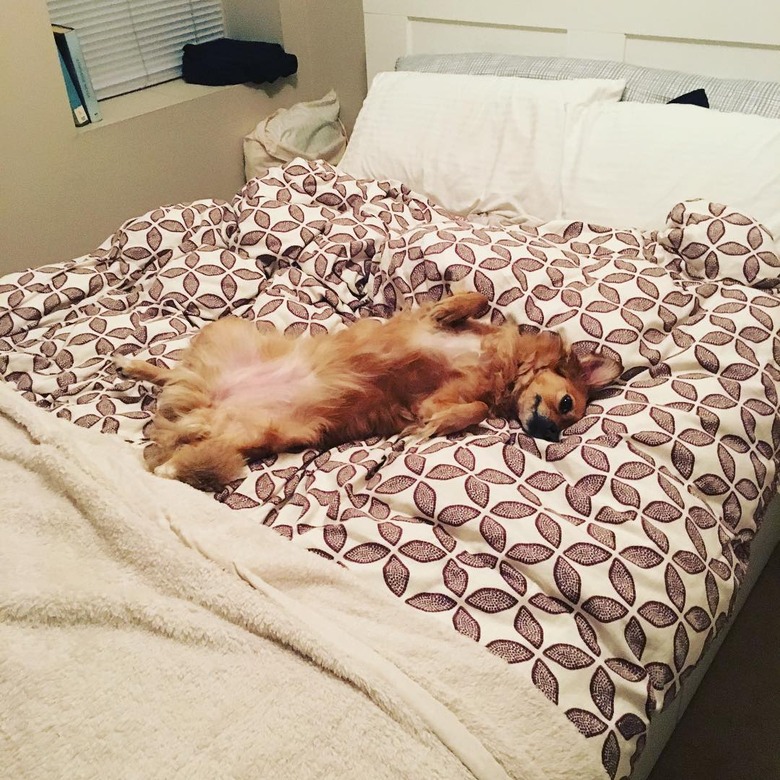 26 Dogs Who Are Unapologetic Bed Hogs | Cuteness