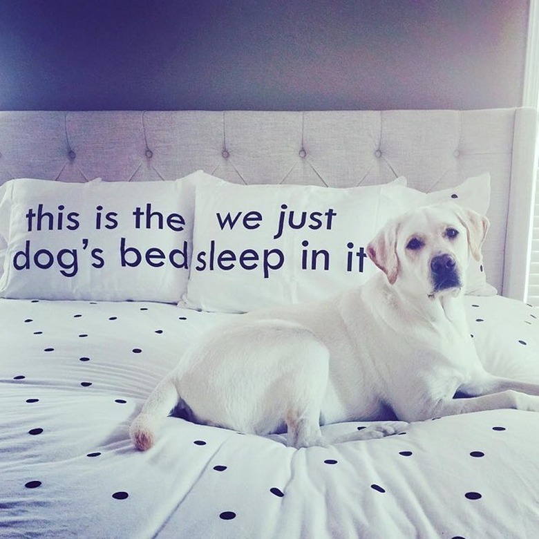 26 Dogs Who Are Unapologetic Bed Hogs | Cuteness