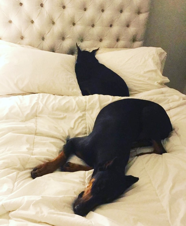 26 Dogs Who Are Unapologetic Bed Hogs | Cuteness