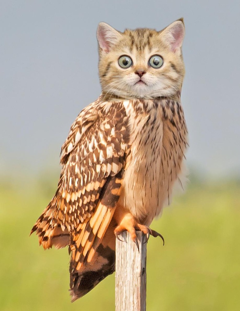 Photoshopped Animals 28 Bizarre Photoshopped Animal Hybrids We Wish