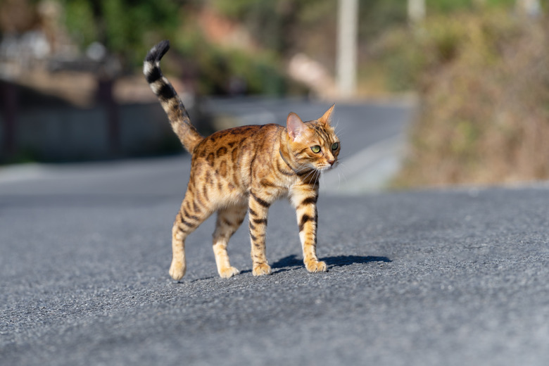 The Best GPS Cat Trackers In 2023