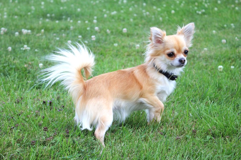 Long haired rat terrier store