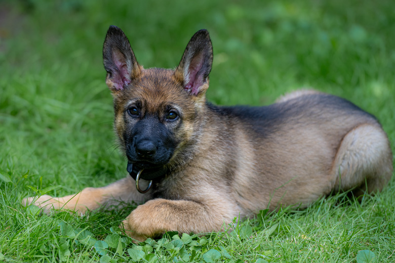 How To Take Care Of Newborn German Shepherd Puppies | Cuteness