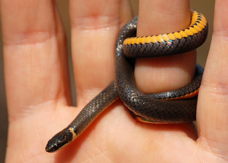 Full Grown Ringneck Snake: How To Care For Ringneck Snakes | Cuteness