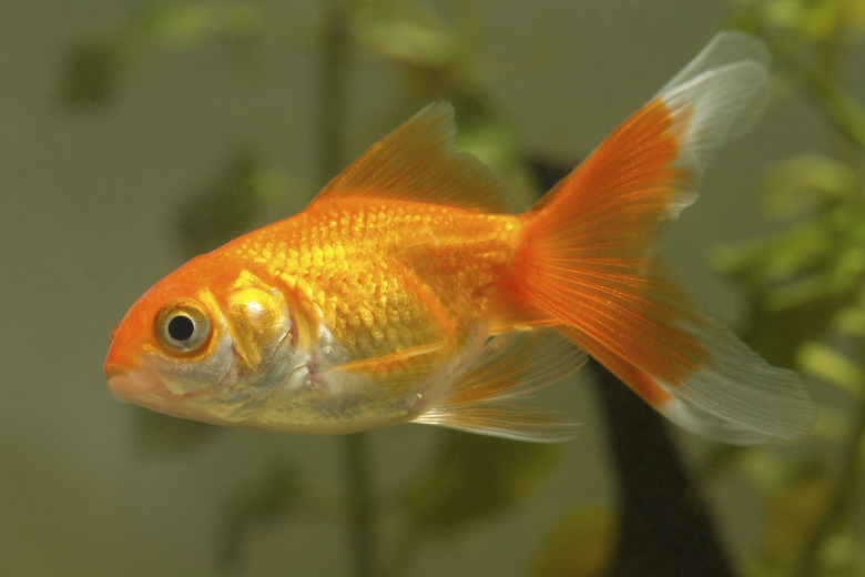 What Are The Causes Of Brown Skin Spots On Goldfish? | Cuteness