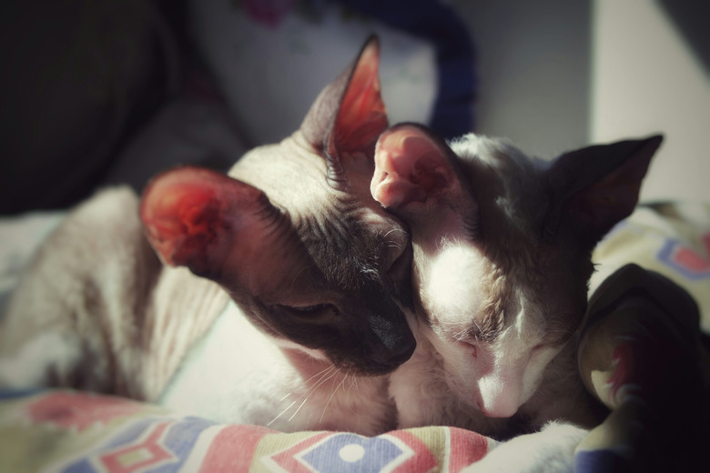 Cornish Rex Cat Breed Characteristics