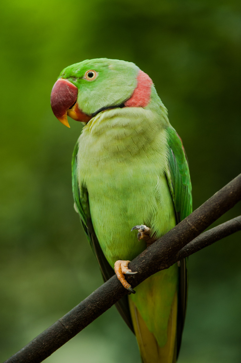 Diet For Alexandrine Parrots | Cuteness