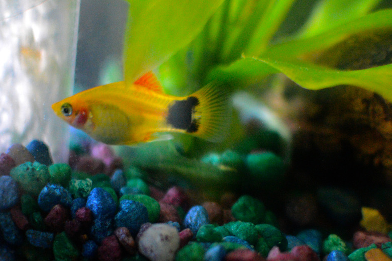 Mickey Mouse Platy: How Do I Know If My Mickey Mouse Fish Is Pregnant ...