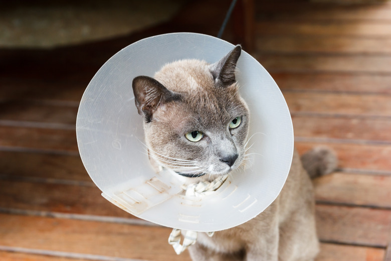 How To Feed A Cat Who Is Wearing A Cone Around Its Head | Cuteness