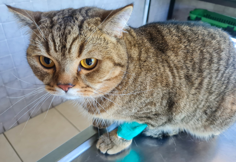 Home Treatments For A Cat With A Broken Foot Home Treatments For A Cat With A Broken Foot