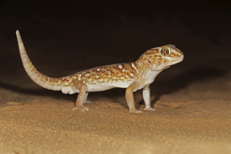 What Kinds Of Lizards Are Nocturnal? | Cuteness