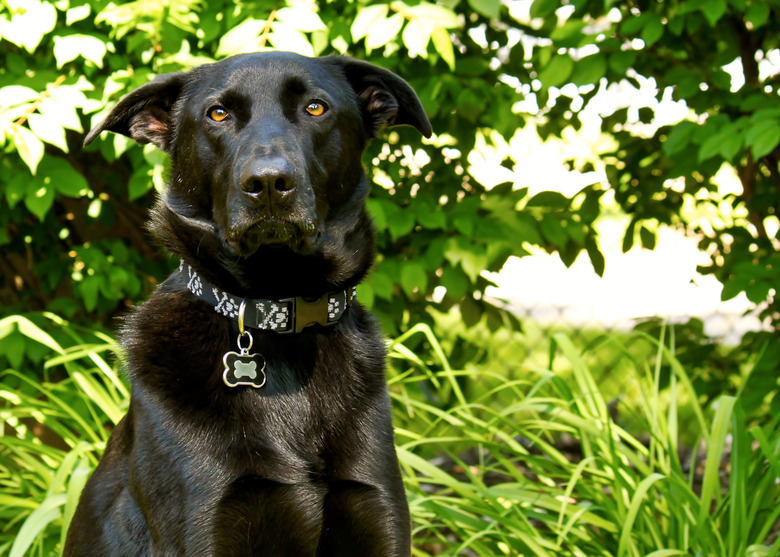 What Is The Life Expectancy Of A Black Lab Mix With German Shepherd ...