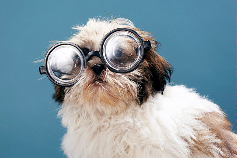 Names For Geeks 320 Nerdy Names For Dogs And Cats