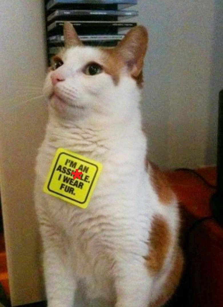 OMG, These 28 Cats Are So Rude!