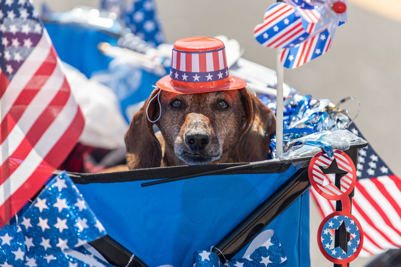 Patriot Names For Dogs: 130 Patriotic Names For Pets | Cuteness