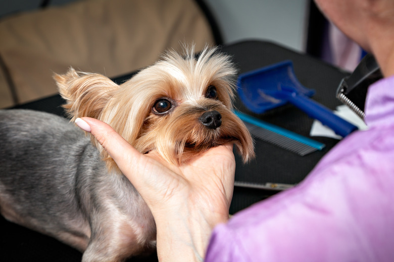 How To Remove Eye Gunk And Hard Fur On A Yorkie | Cuteness