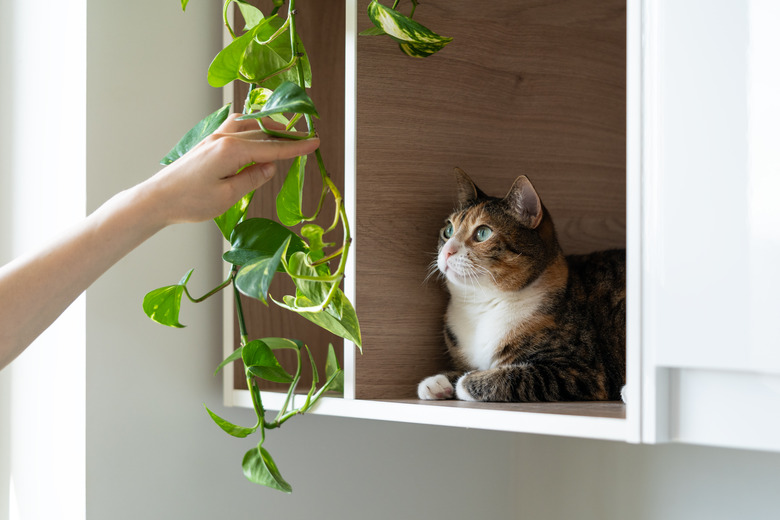 Sustainable Cat Products: 11 Sustainable, Low-Waste Cat Products For ...