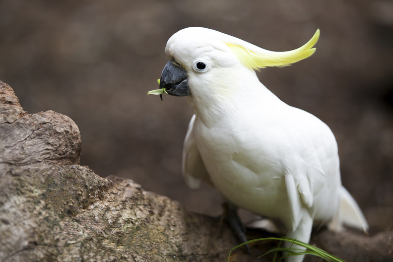 How To Tell The Differences In Male And Female Cockatoos | Cuteness