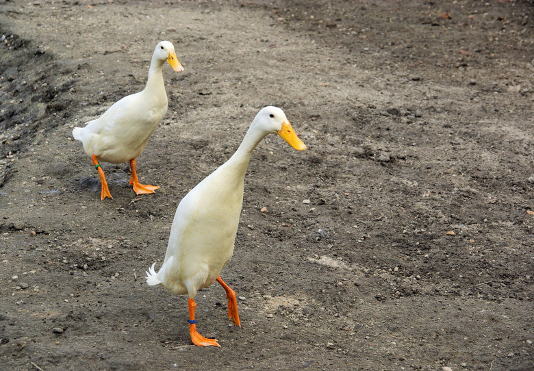 How To Tell The Difference Between A Male & Female Indian Runner Duck ...