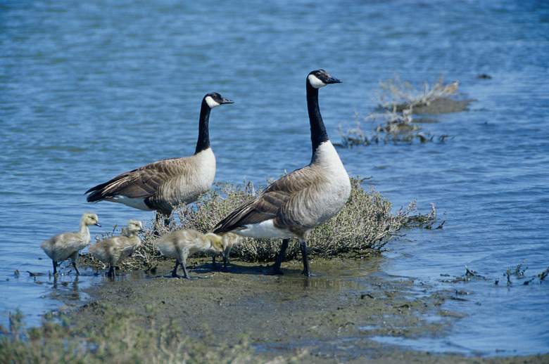 How To Tell Male From Female Canadian Geese | Cuteness