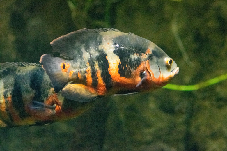 How To Tell The Difference Between Male And Female Oscar Fish | Cuteness