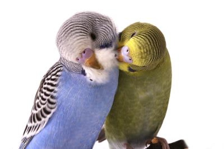 Gender Of A Parakeet How To Tell If A Parakeet Is Male Or Female Cuteness