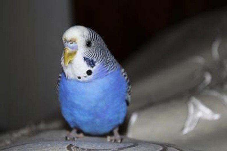 Gender Of A Parakeet How To Tell If A Parakeet Is Male Or Female Cuteness